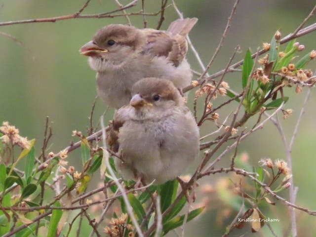 Fluffed Up House Sparrows In San Juan Capistrano: Photo Of The Day ...