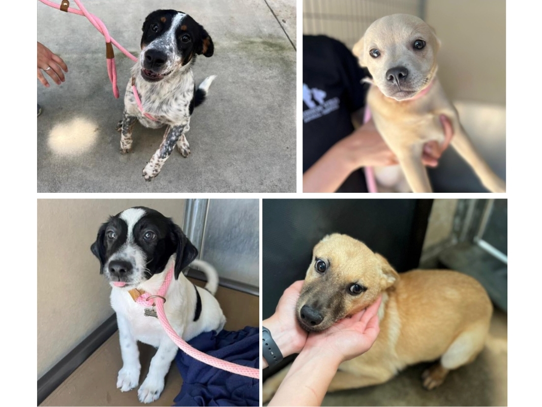 12 Puppies Taken From Overcrowded Shelter Ready For Adoption In OC ...