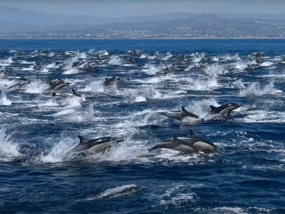 See 'Breathtaking' Stampede Of 1,500+ Dolphins Off Orange County Coast ...