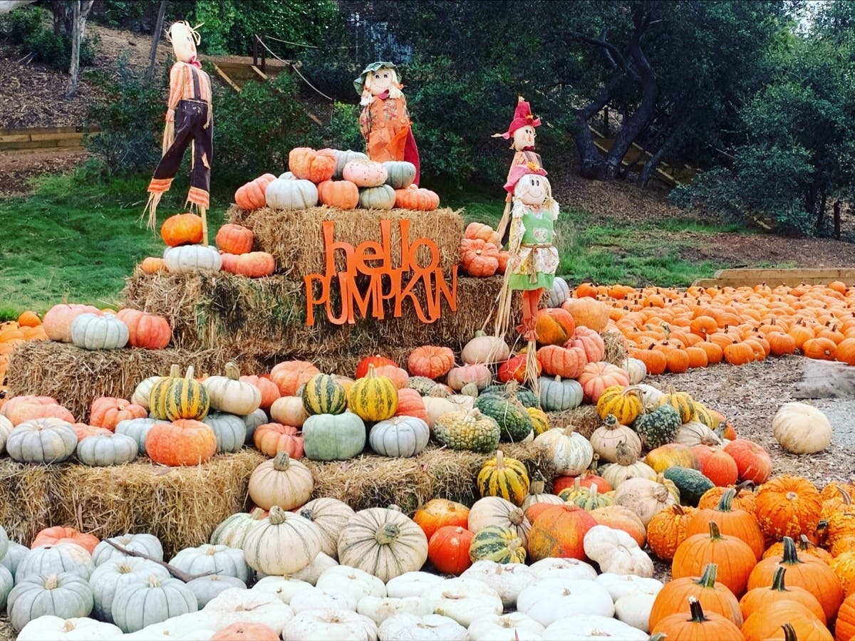 Pick Of The Patch: Where To Find A Pumpkin Near Pacific Palisades ...