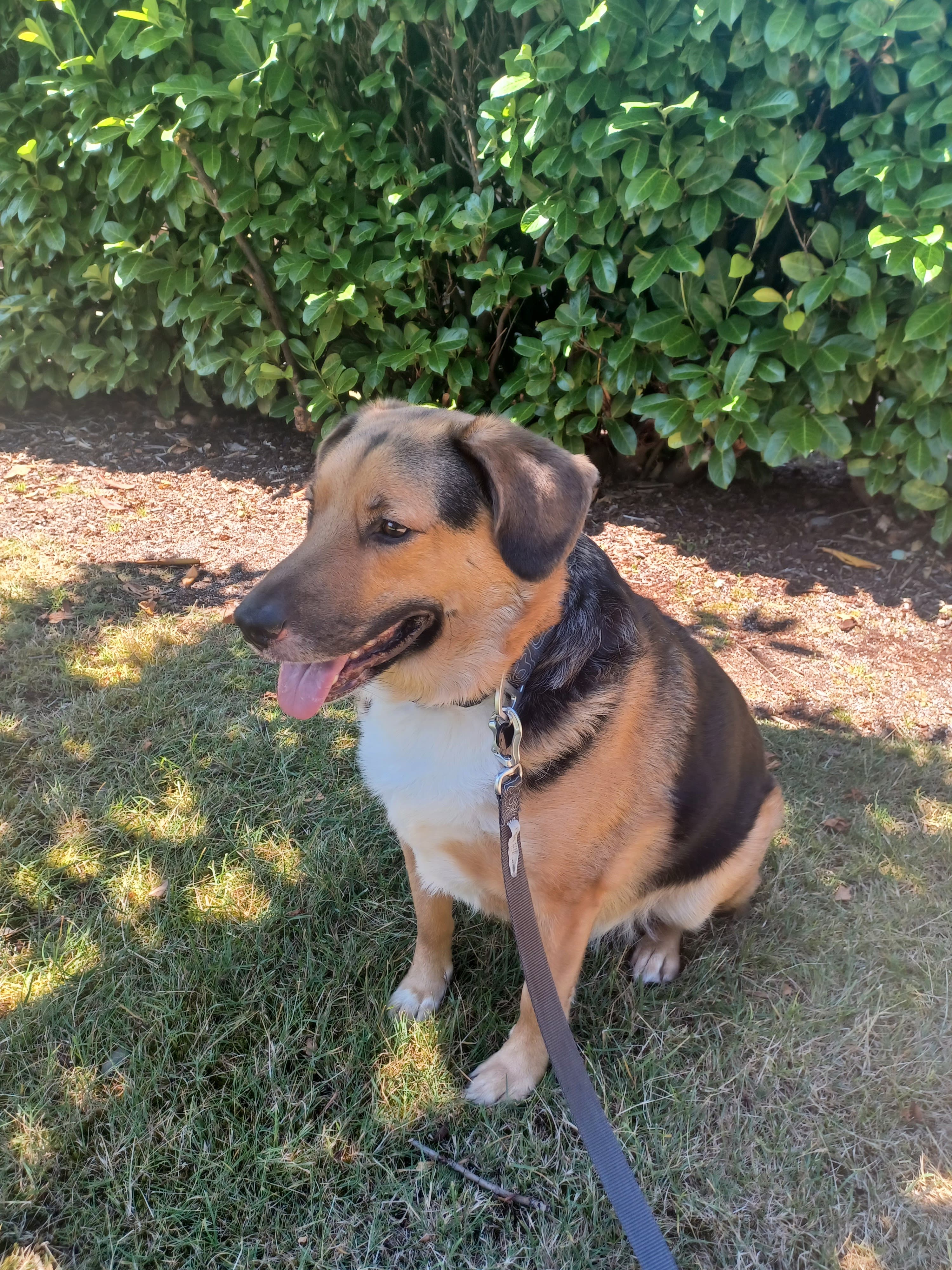 Beagle Shepherd Lab Mix