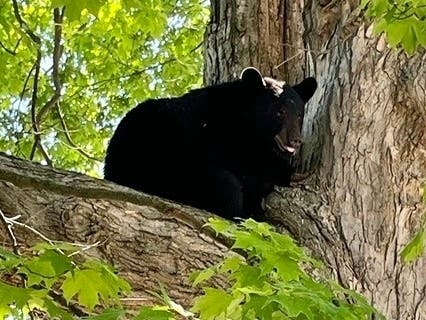 Black Bear Wanders Into MI Neighborhood, Climbs Tree | Across Michigan ...