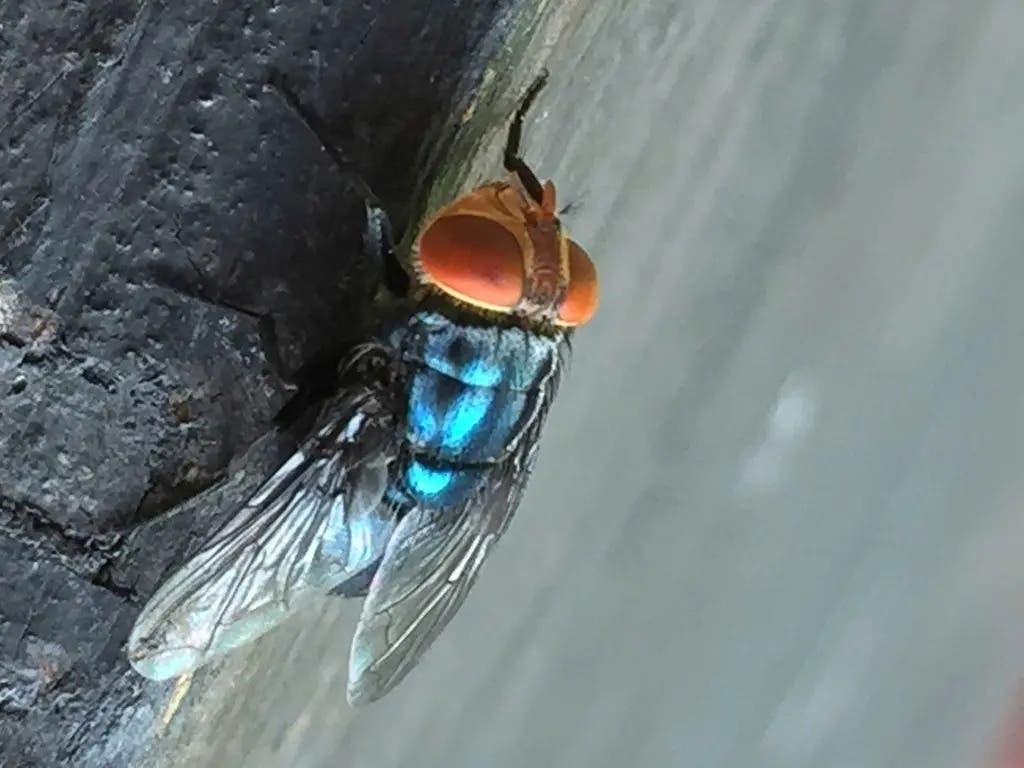 Flesh-Eating Fly Returns To U.S.: What To Know In MI | Across Michigan ...