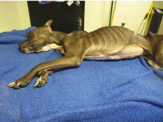 Lake Ronkonkoma Man Neglects, Abandons Severely Emaciated Dog: SPCA ...