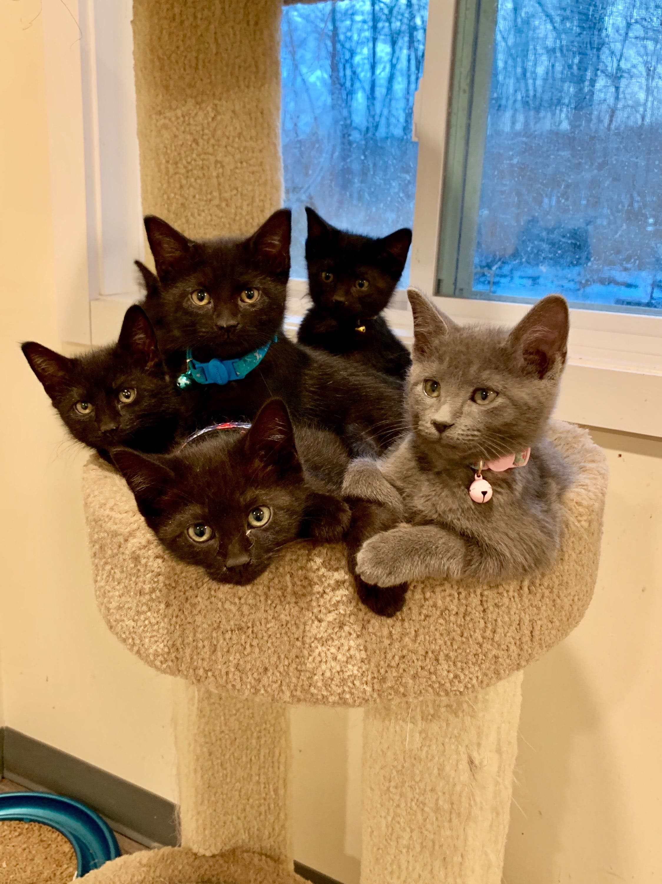 Immediate Position Available - Reliable Person Needed for Pet Rescue ...