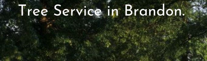 Brandon Tree Service - Brandon, FL Patch