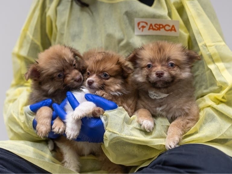Over 20 Dogs Rescued From Brooklyn Home In Suspected Abuse Case, ASPCA ...