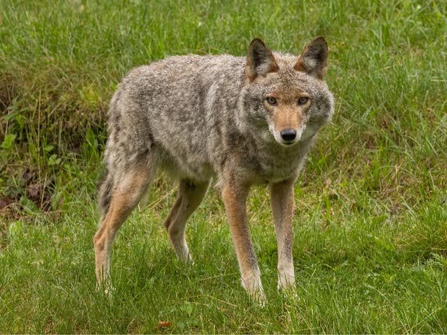 Coyote Sightings Reported Near U.S. Route 130 In Burlington County ...
