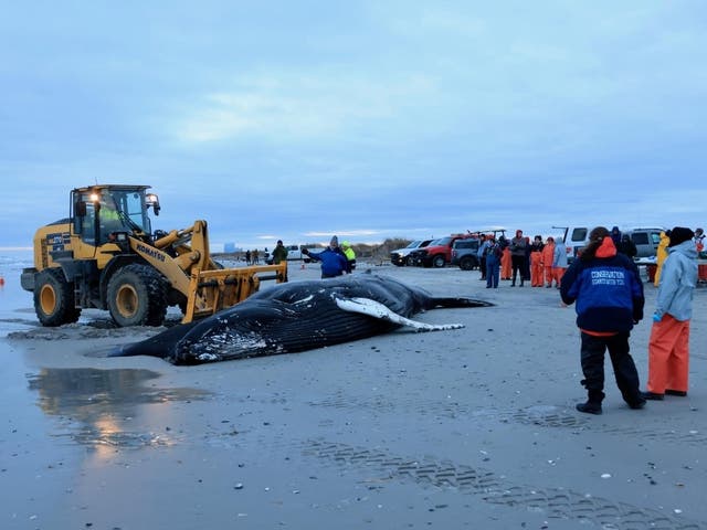 Latest Dead Whale At Jersey Shore Was Likely Struck By Vessel | Ocean ...