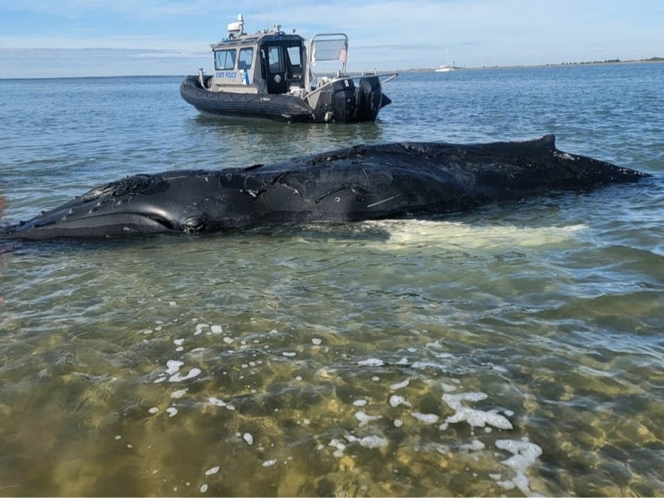 Young Whale Dies After Beaching In Long Beach Island | Barnegat, NJ Patch