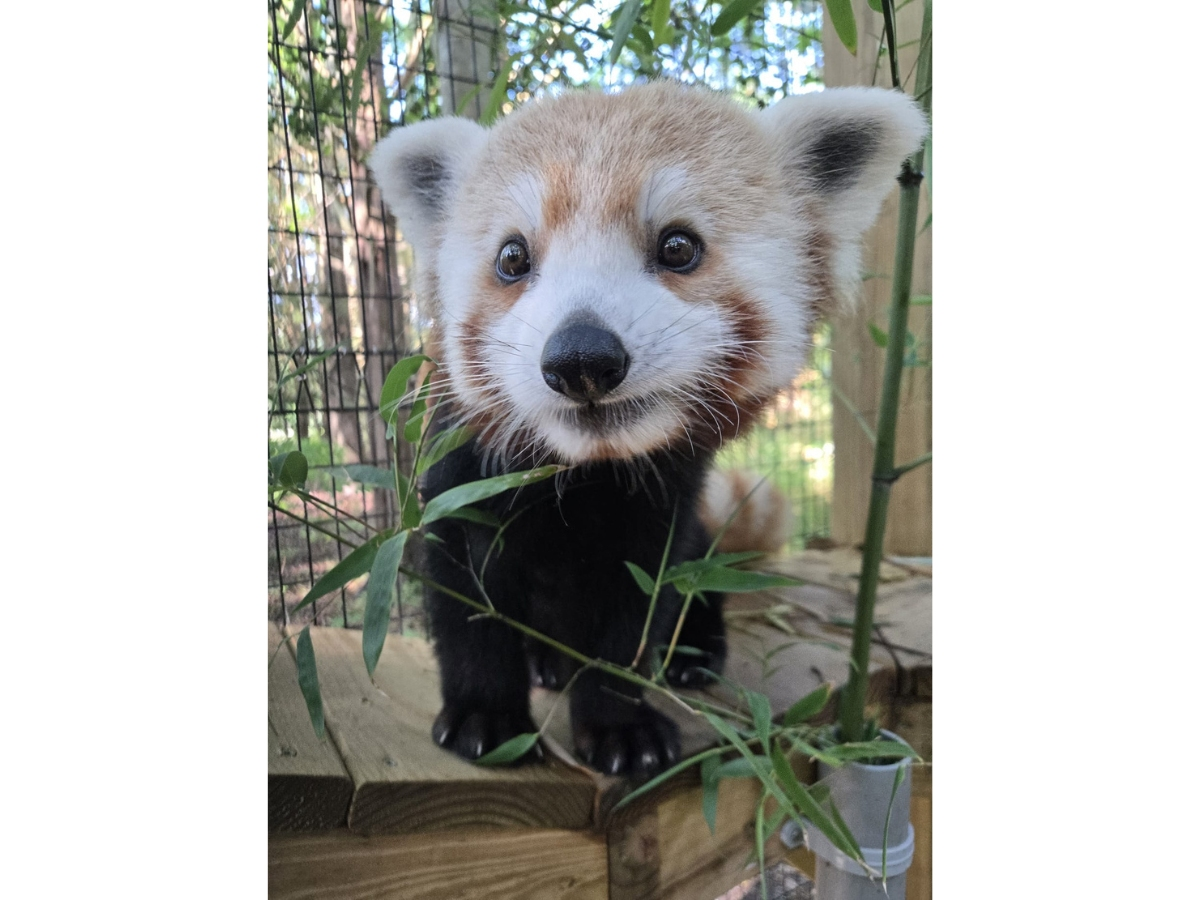 Cape May County Zoo Welcomes New Red Panda | Ocean City, NJ Patch