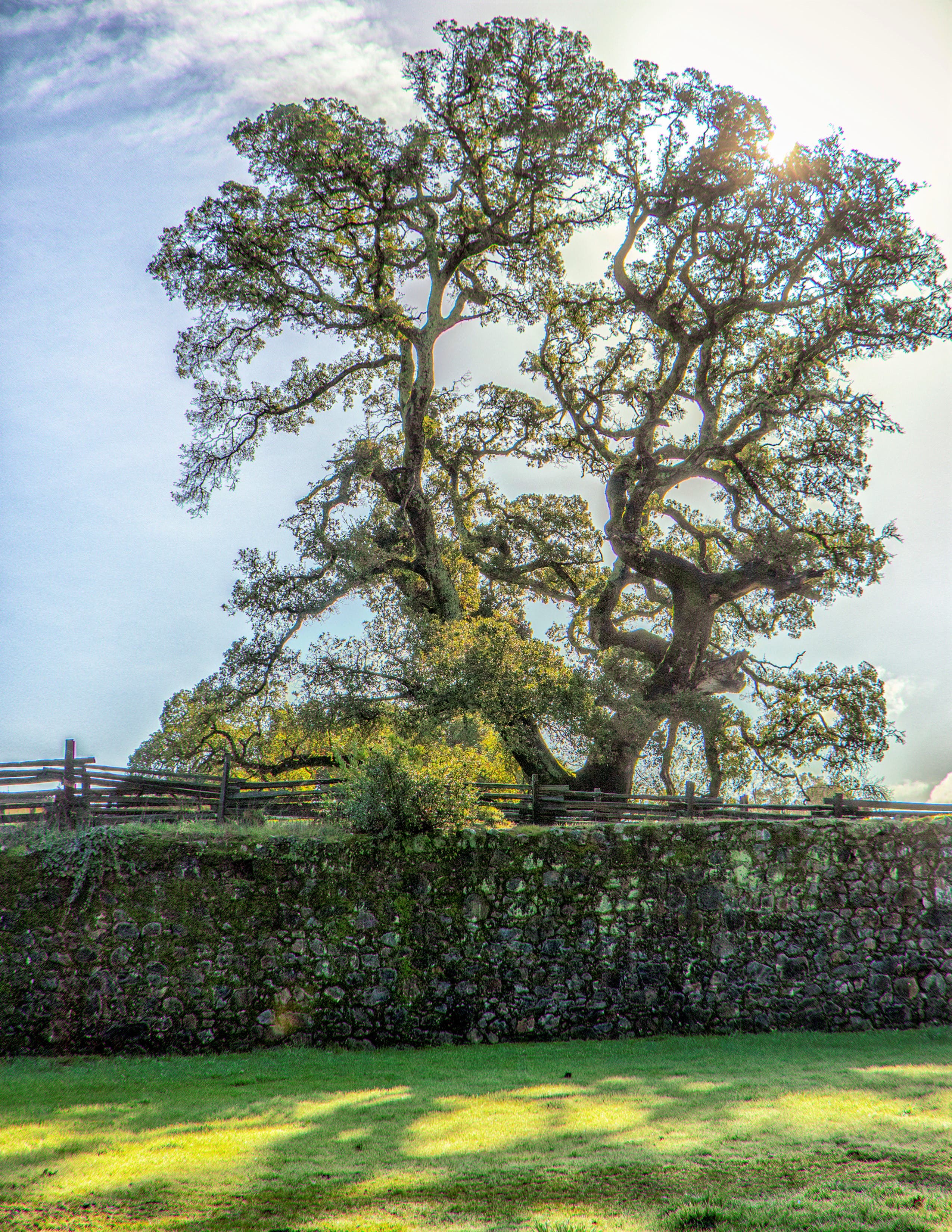 Jul 19 | Historic Trees at Jack London State Historic Park | Sonoma ...