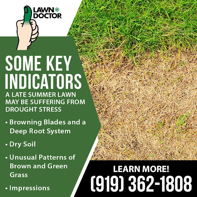 Signs of a Drought-Stressed Lawn - Raleigh, NC Patch
