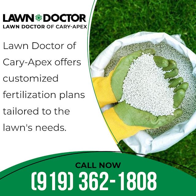 Lawn Care Services: Managing a Newly Seeded Lawn - Raleigh, NC Patch