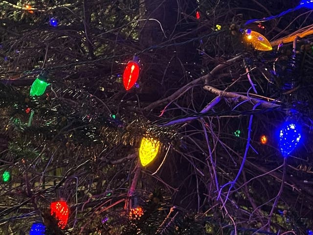 Southington Picks Its Youthful Christmas Tree Lighters | Southington ...