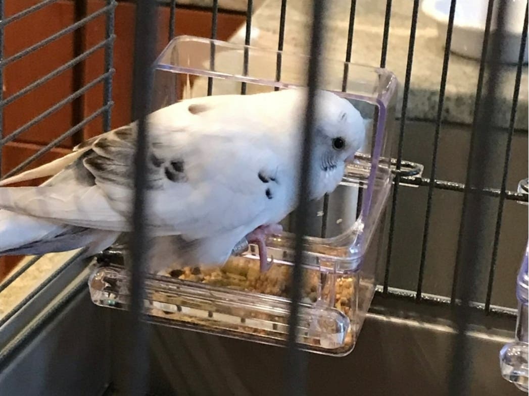 Bird In Newington Police Custody A Flight Risk | Newington, CT Patch