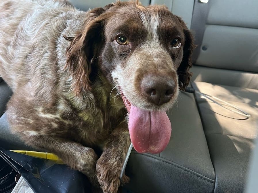 Lost Dog In Farmington Reunited With Owner: PD: UPDATE | Farmington, CT ...
