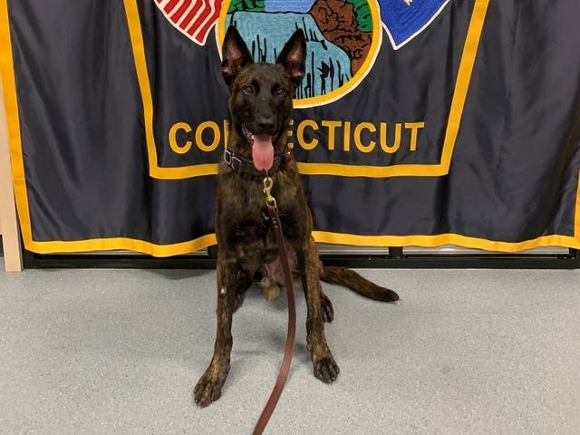 Newington PD's Newest Law Enforcer Has Four Legs | Newington, CT Patch