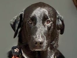 Meet Canton's 'Top Dog' Of 2025 | Canton, CT Patch
