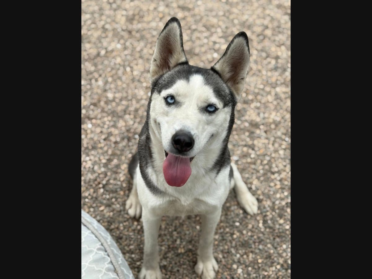 'Skye' Is The Limit For Cute West Hartford Dog Up For Adoption | West ...