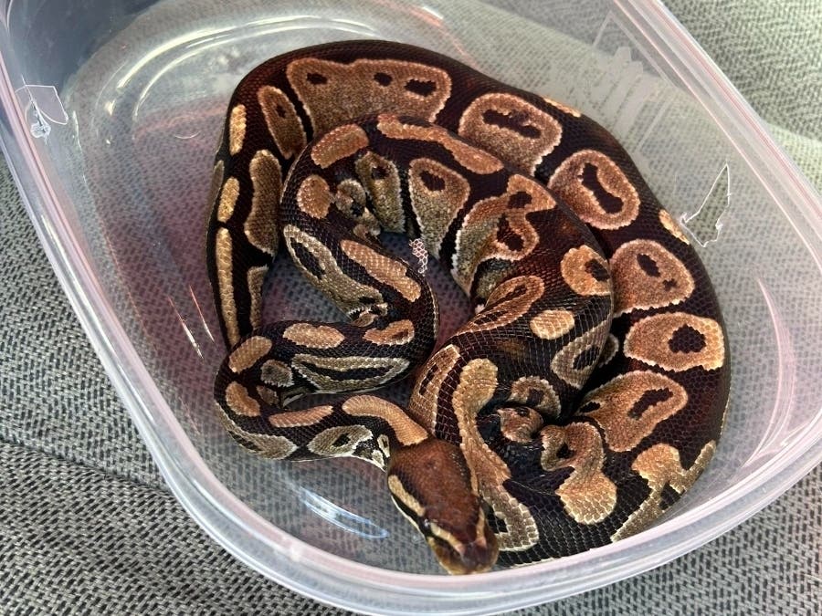 Someone's Snake Slithers Into East Hartford Apartment, Owner Sought ...