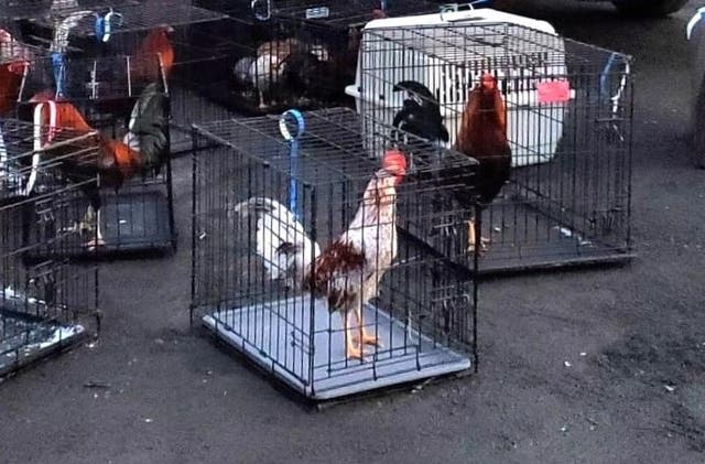 New Cockfighting Ring Arrests Made By Plumstead Police | Doylestown, PA ...