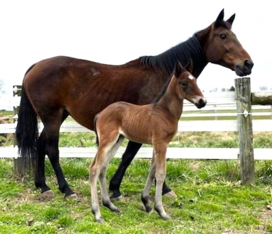'Foal Cams' Go Live At Delaware Valley University Stables In Bucks ...
