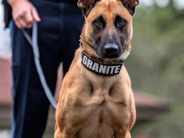 K9 Granite To Receive Protective Body Armor Thanks To Donation ...