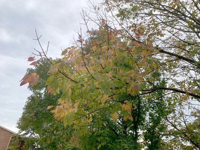 Bed-Stuy Man Dies From After Being Hit By Tree Branch: Daily News | Bed ...