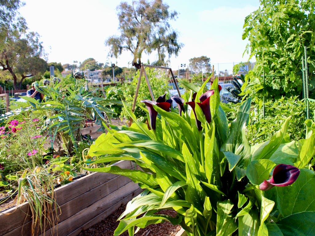 Redondo Beach Celebrates Anniversary Of Community Garden | Redondo ...