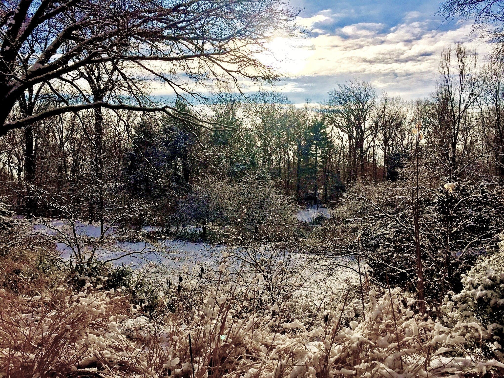 Dec 1 | Early Winter Garden Walkabout | Summit, NJ Patch