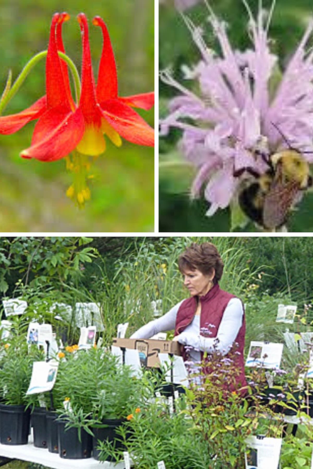 Apr 11 | Spring Native Plant Sale | Leesburg, VA Patch