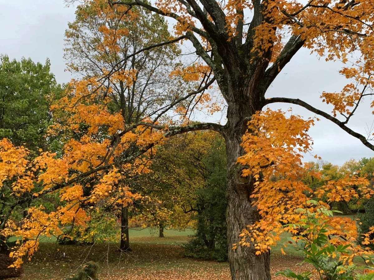 2025 Fall Forecast May Unveil Surprising Season In GA | Atlanta, GA Patch