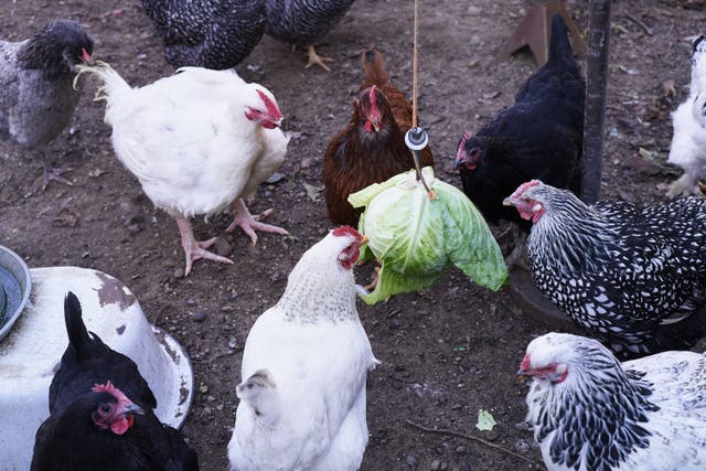 The Sterling Place Chicken Flock Of Crown Heights | Prospect Heights ...