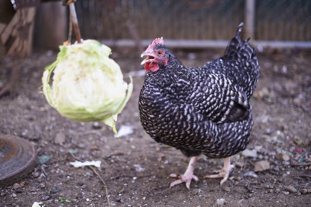 The Sterling Place Chicken Flock Of Crown Heights | Prospect Heights ...