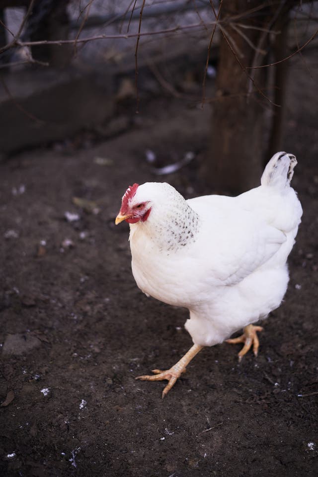 The Sterling Place Chicken Flock Of Crown Heights | Prospect Heights ...