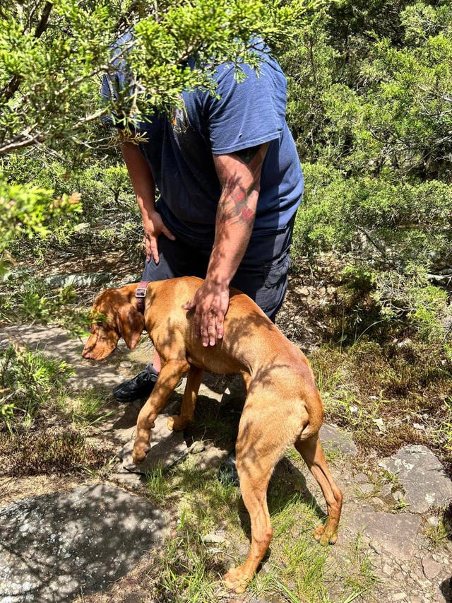 Injured Dog Carried Across 'Extremely Treacherous' Terrain In Hamden ...