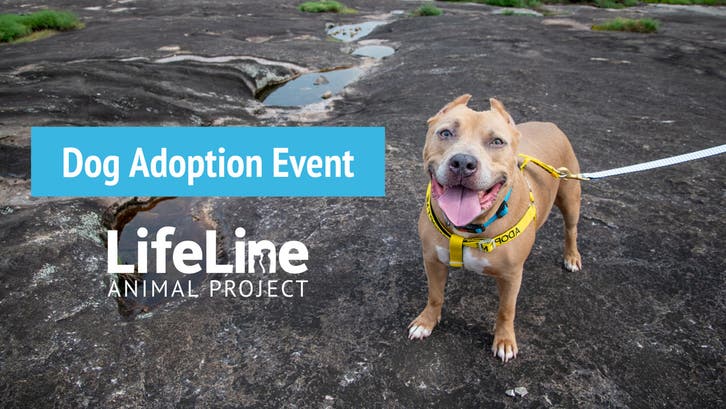 Jun 20 | PetSmart (Camp Creek) Dog Adoption Event | Atlanta, GA Patch