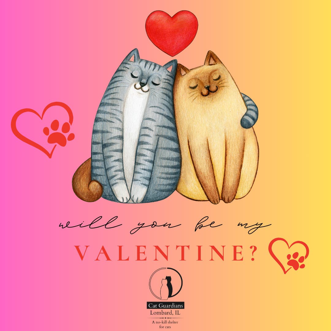 Feb 10 | Cat Guardians’ Valentines Open House and Raffle | Oak Brook ...