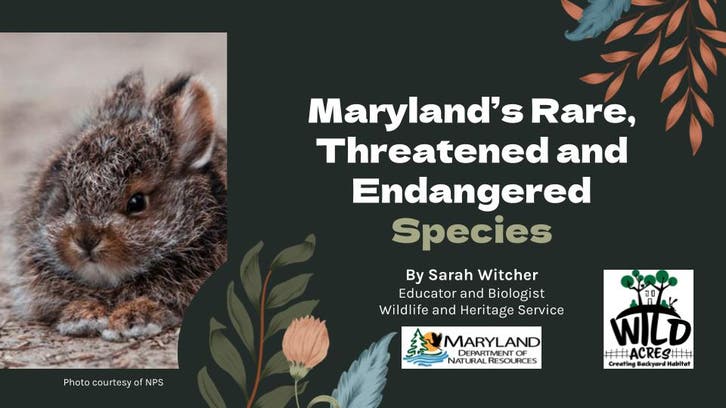 Jul 31 | Annapolis Science Cafe @ 49 West: Maryland's Rare, Threatened ...