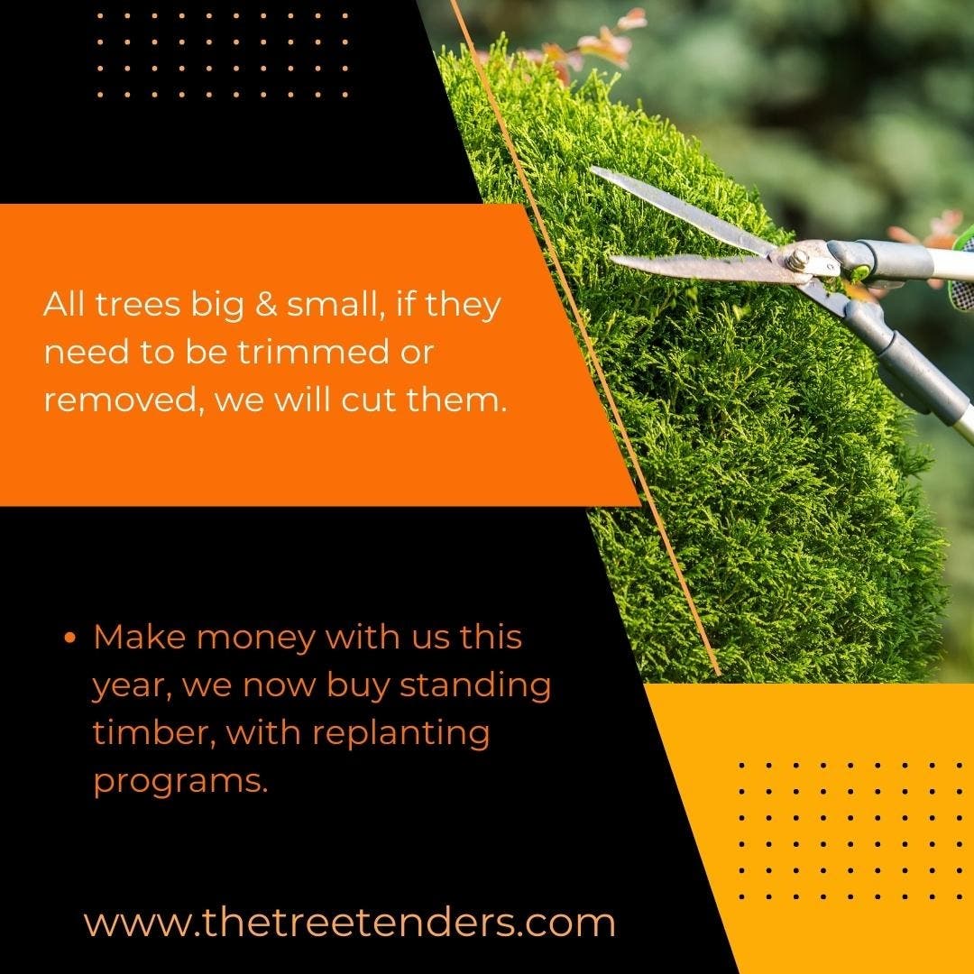 Tree Removal Near Me - Syracuse, NY - Syracuse, NY Patch