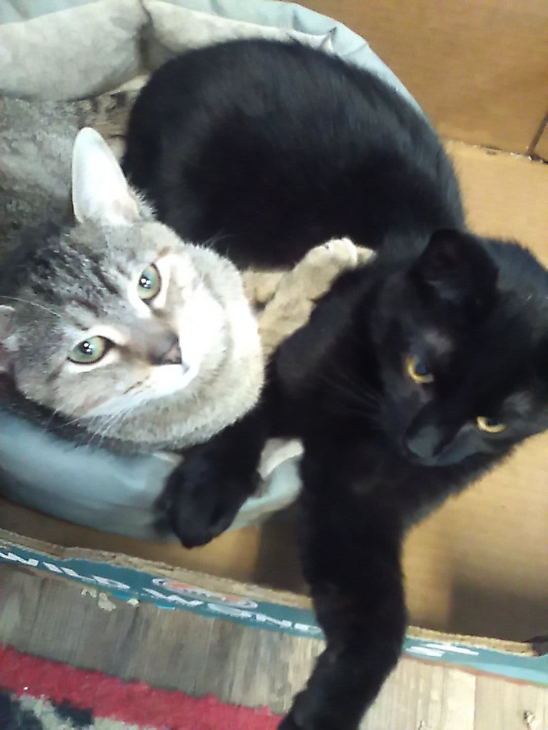 Jun 7 | LIDARescue Cat Adoption | Toms River, NJ Patch