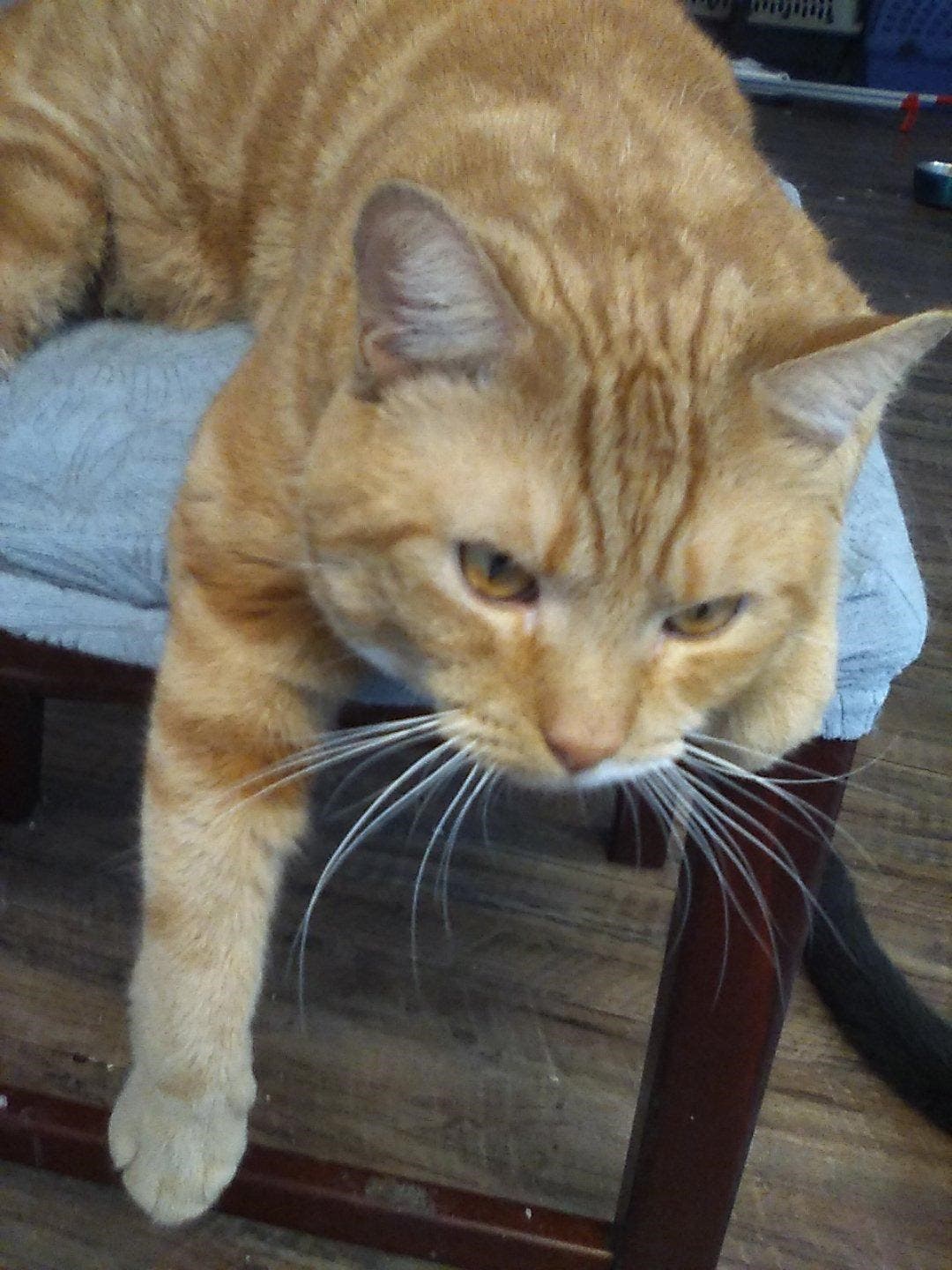 Aug 16 | LIDARescue Cat Adoption | Toms River, NJ Patch