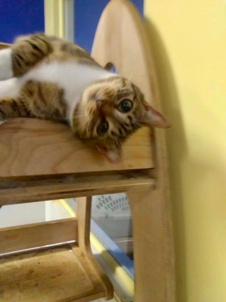 Dec 5 | LIDARescue Cat Adoption | Toms River, NJ Patch