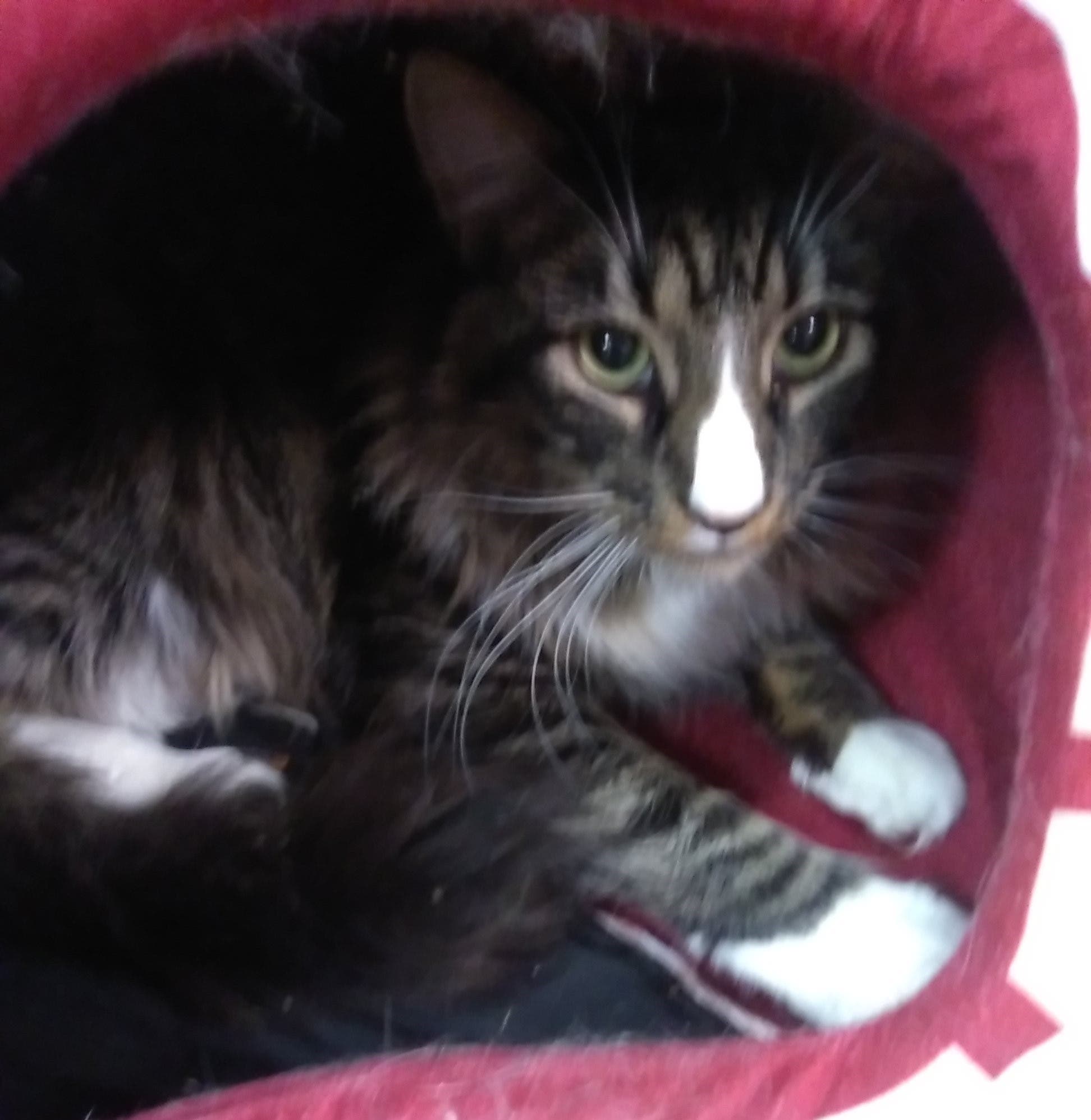 Jan 16 | LIDARescue Cat Adoption | Brick, NJ Patch