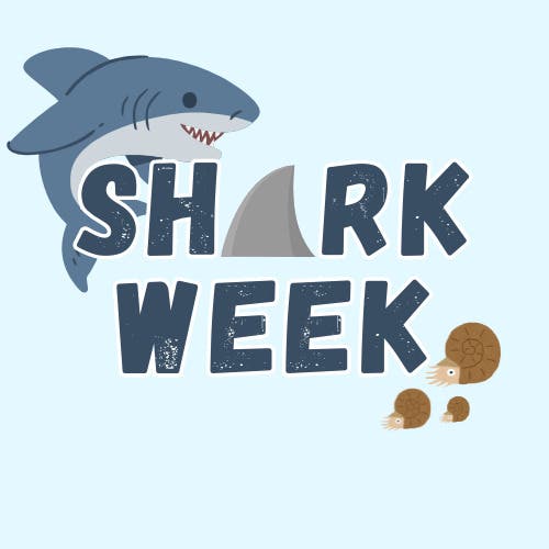 Jul 27 | Sunday Science: Shark Week | Rockville Centre, NY Patch