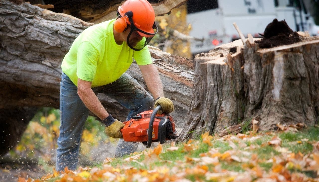 Tongva Tree Removal Solutions - Cerritos, CA Patch