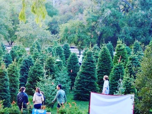 Palisades-Malibu YMCA Christmas Tree Lot Scheduled To Open For 2023 ...