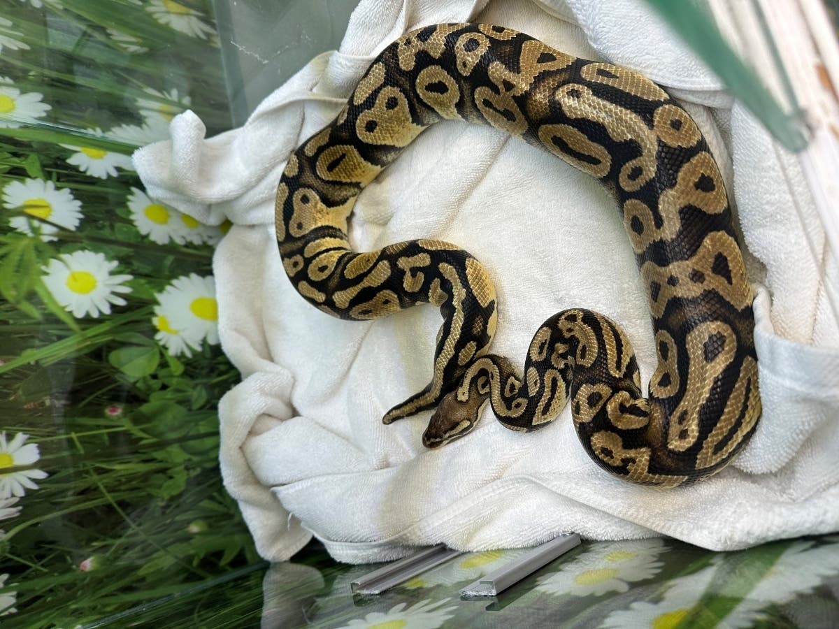 In-N-Out Snake Causes Double Double Take | Restaurateur Fires On Man ...