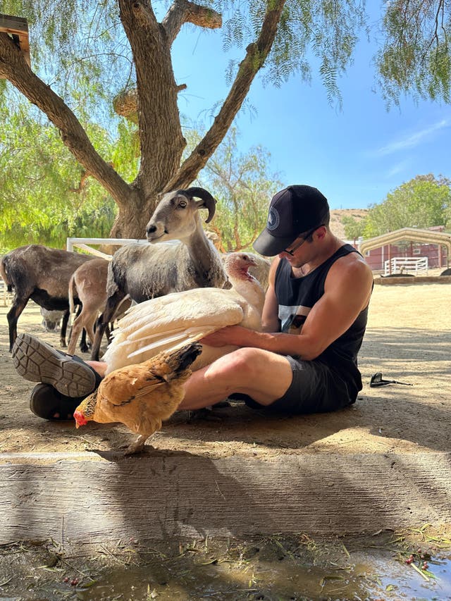 Turkey Cuddle Therapy, Fowl Acupuncture: CA Sanctuary Offers Gentle ...